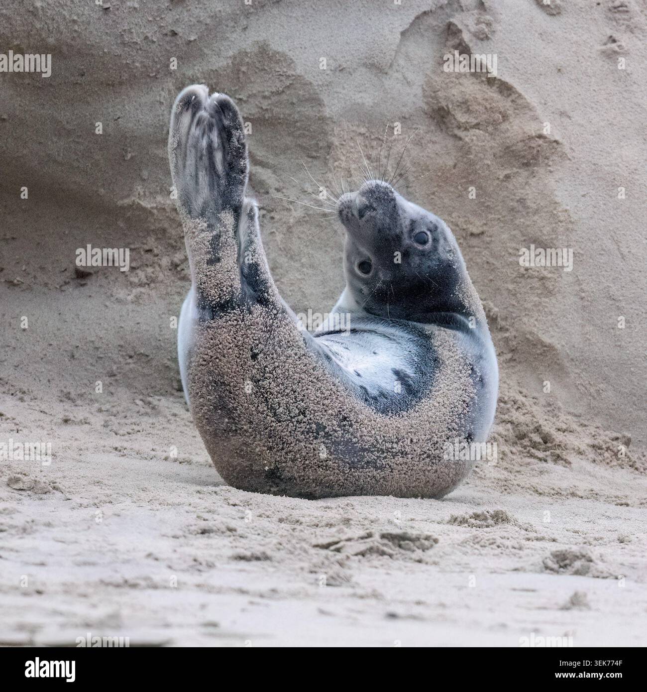A gray seal pup stretches upward on a sandy beach, covered in sand ...