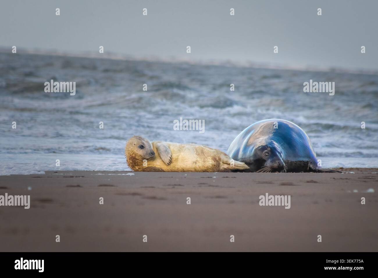 A fluffy grey seal pup nuzzles an adult seal covered in sand on a ...