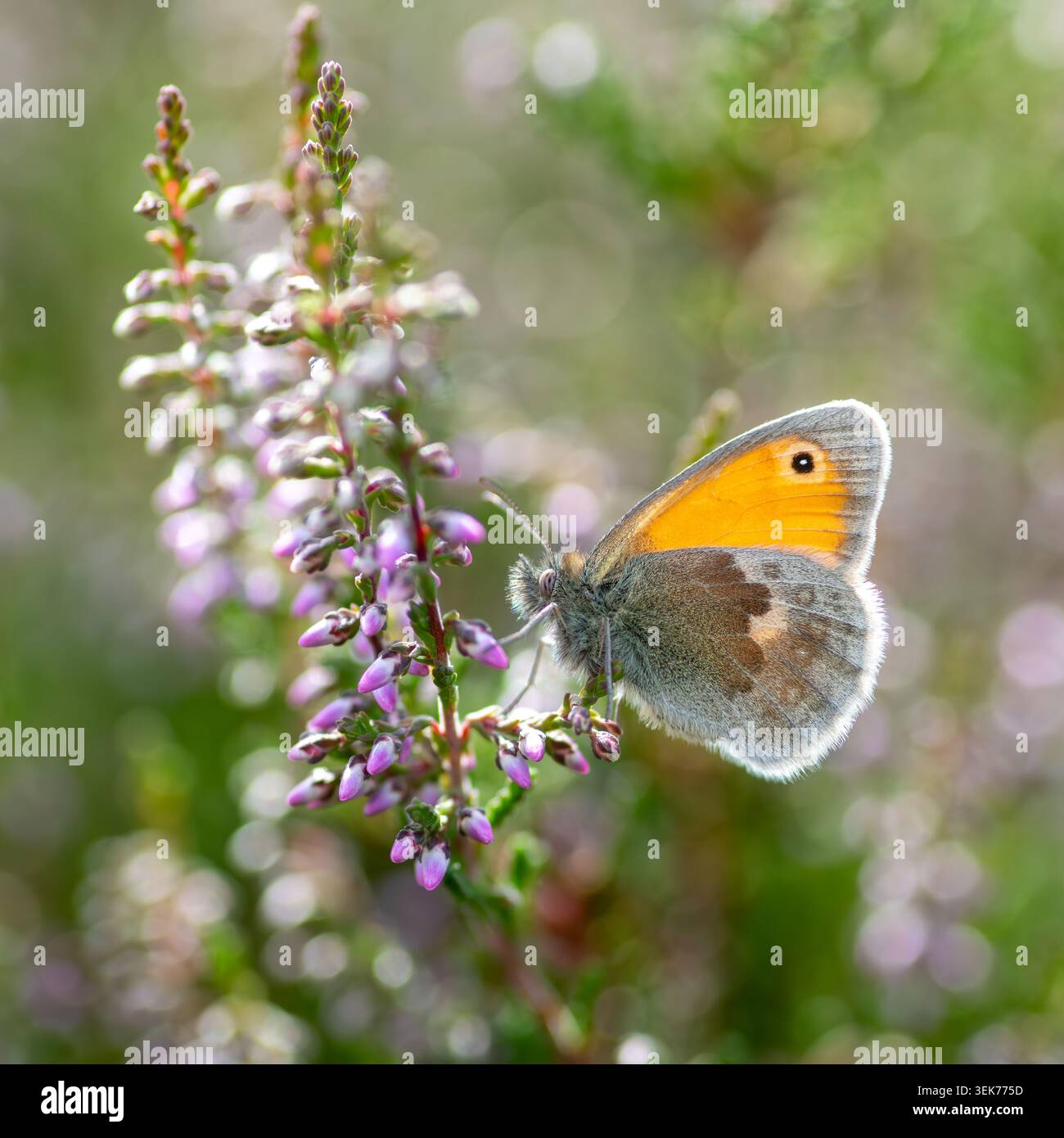 Macro shot of a butterfly with orange wings perched on a stem of ...