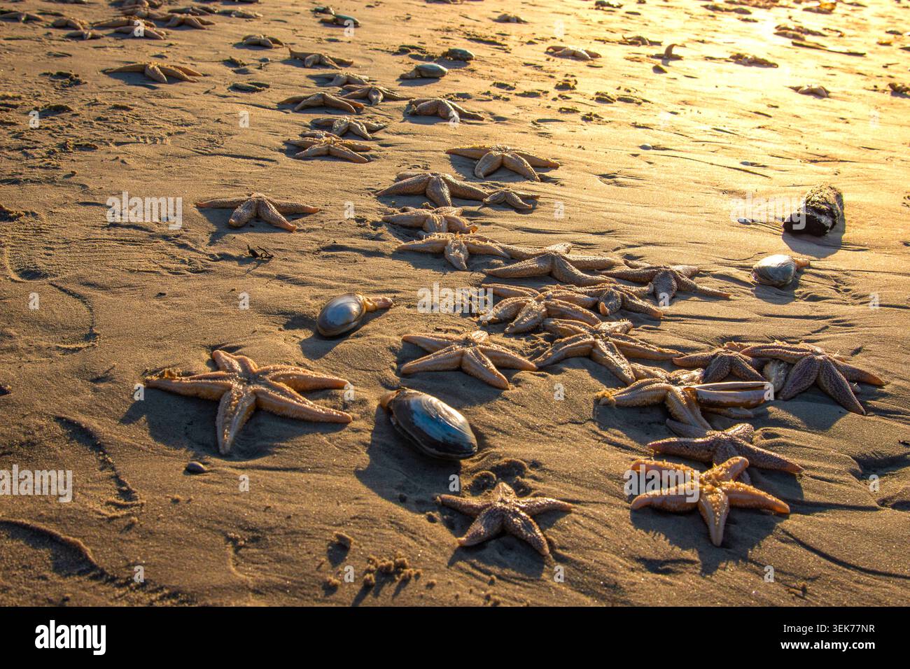 Golden hour on a sandy beach, starfish scattered with mollusks, bathed ...