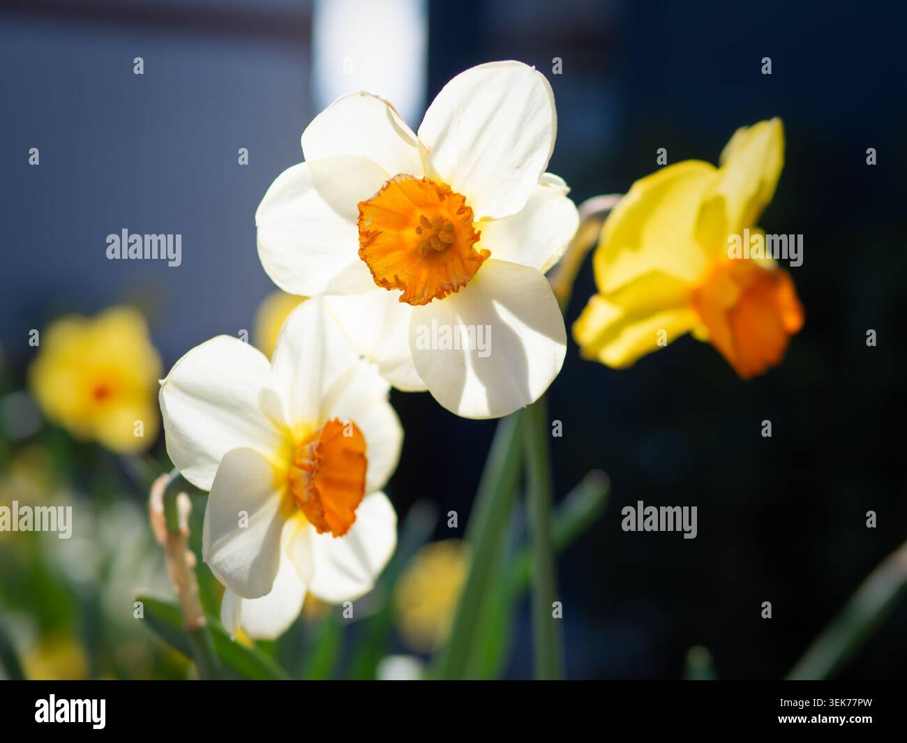 Close up of three white daffodils with bright orange centers and one ...