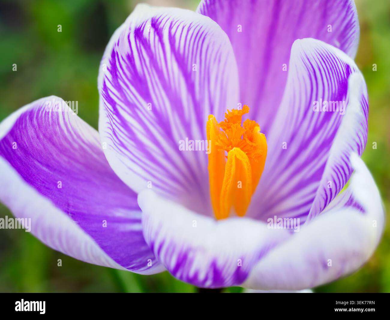 Detailed macro shot of a crocus with striped purple petals and a bright ...