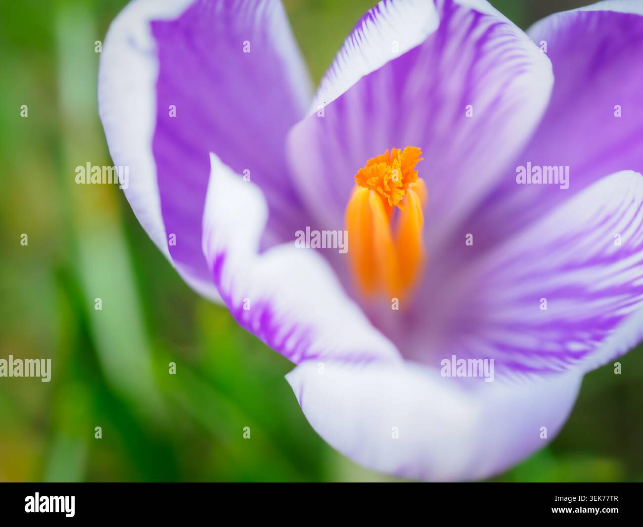 A detailed macro shot of a blooming purple and white crocus flower ...