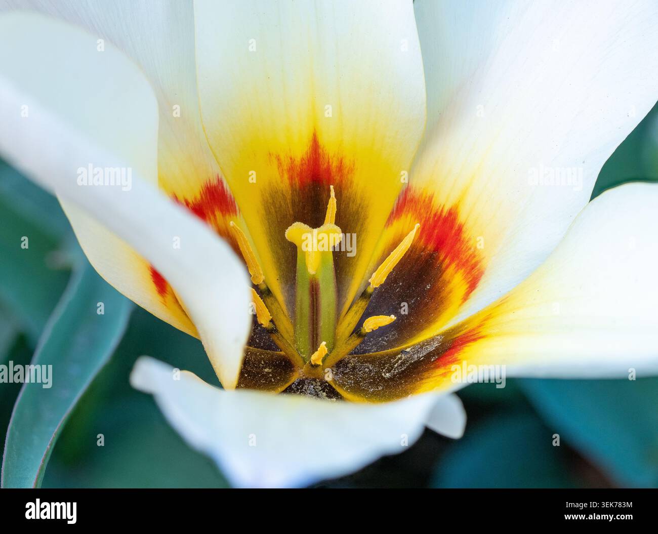 Close up shot showing tulip flower with white petals and yellow and red ...