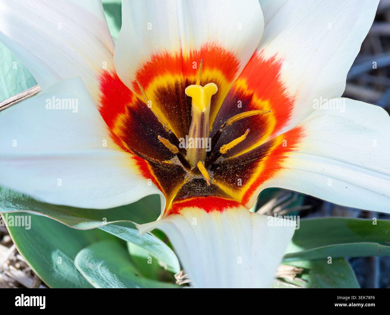 Detailed close up of a white tulip with red and yellow markings ...