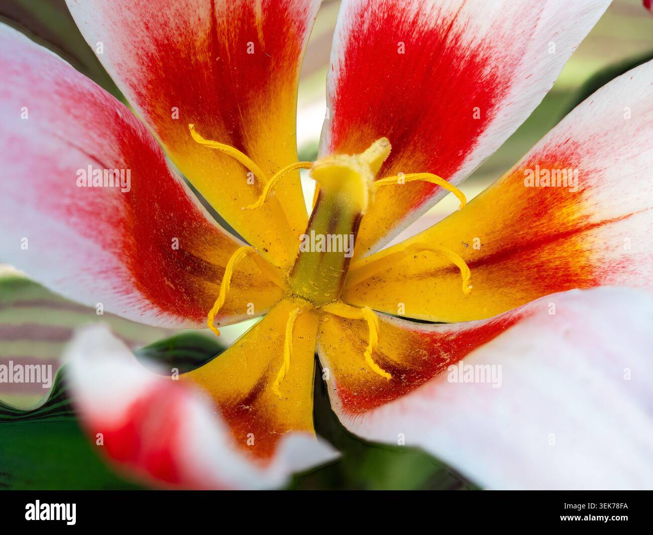 Detailed macro shot showcases a tulip flower. Its petals are white with ...