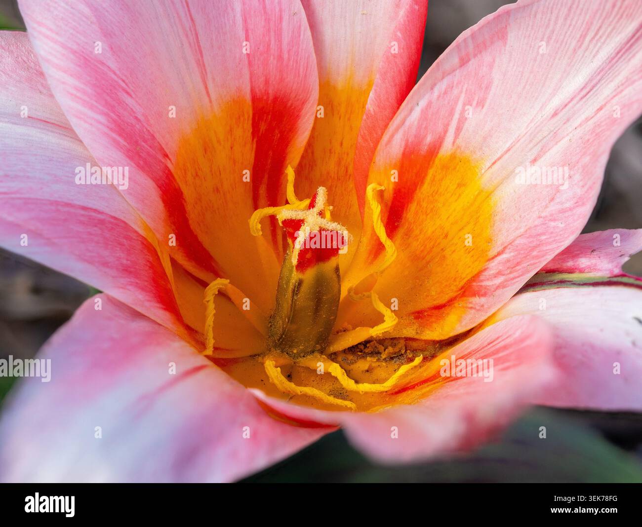 Macro view of a blooming tulip with vibrant pink and yellow hues ...