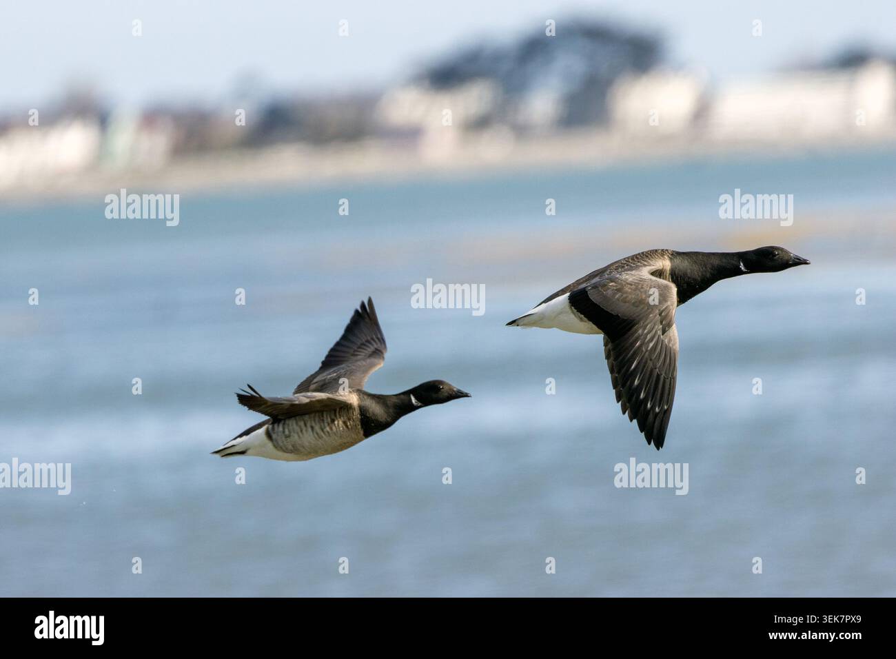 Two light-bellied Brent Geese (Branta bernicla hrota) in flight over ...
