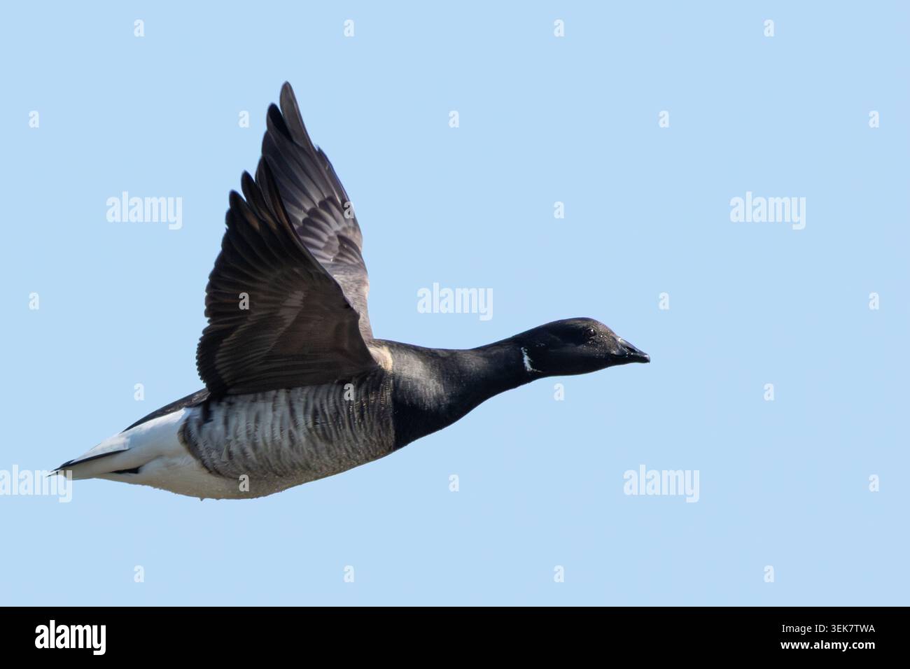A light-bellied Brent Goose (Branta bernicla hrota) in flight against a ...