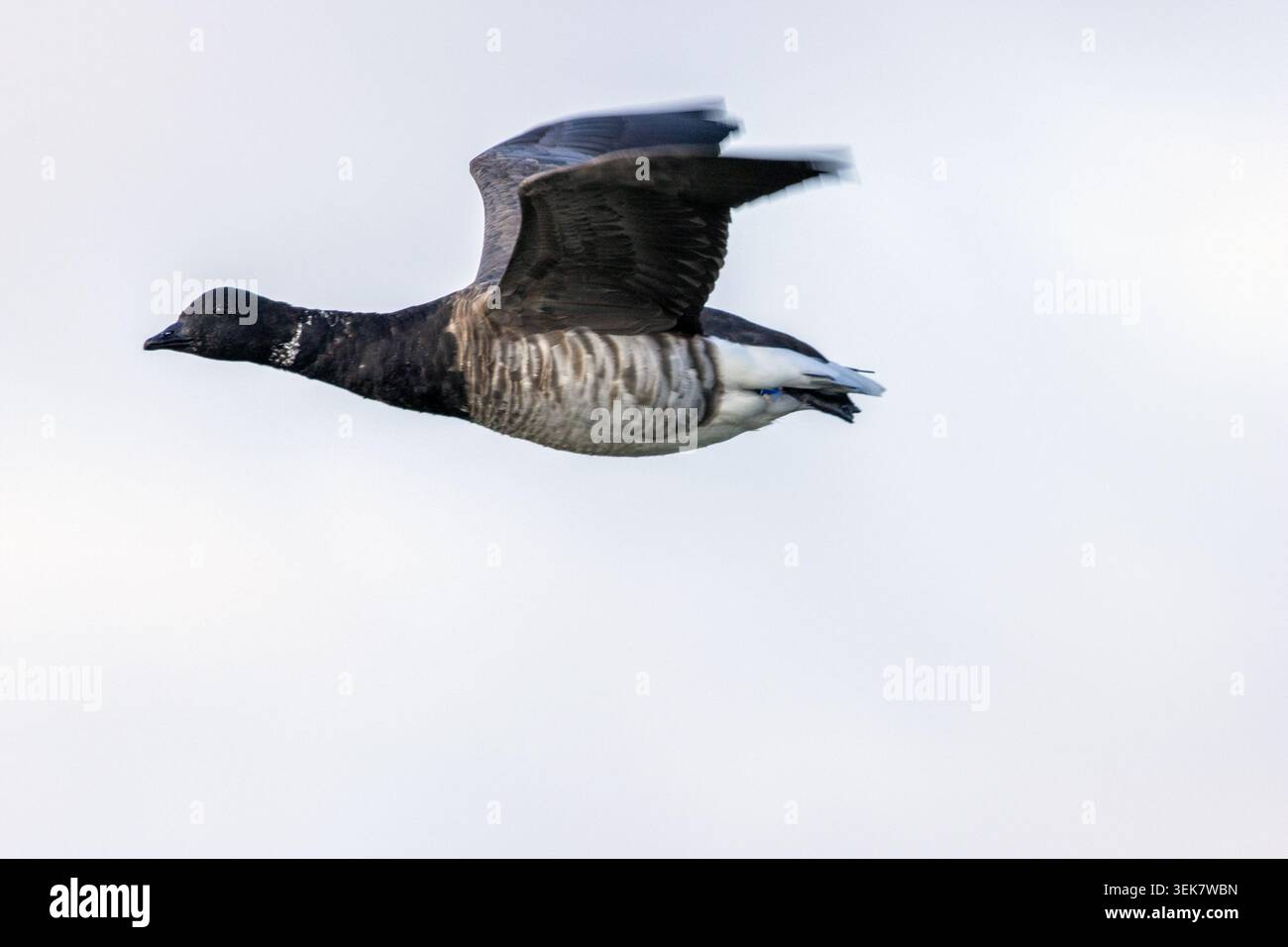 A pale-bellied Brent Goose (Branta bernicla hrota) in flight against a ...