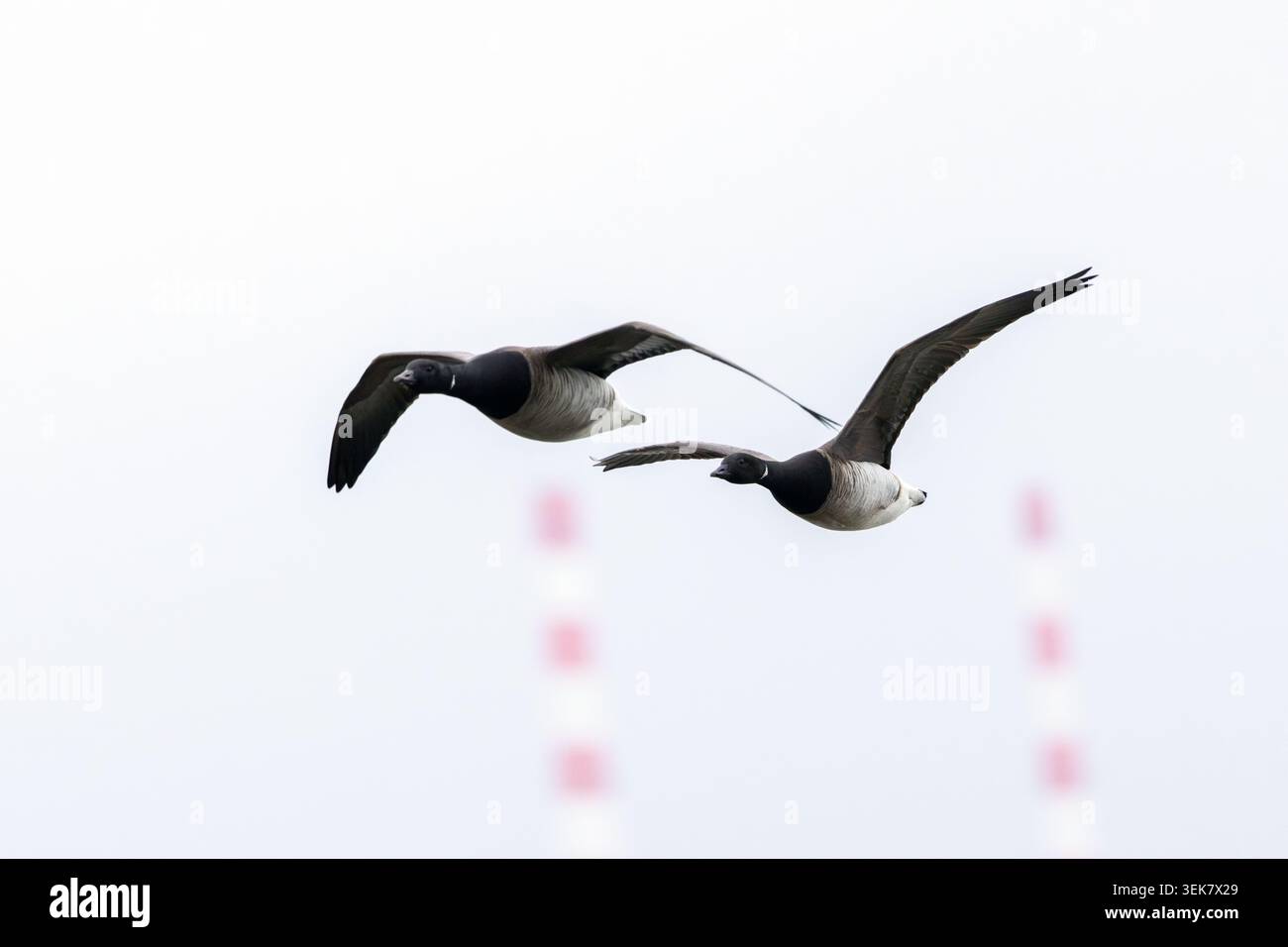 A pair of pale-bellied Brent Geese (Branta bernicla hrota) flying ...
