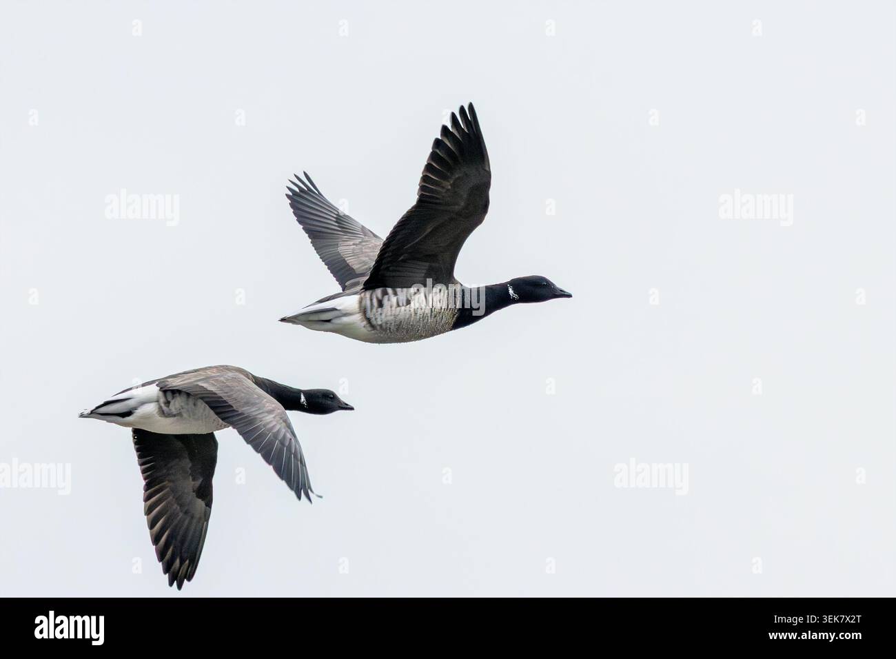 Two pale-bellied Brent Geese (Branta bernicla hrota) flying with their ...