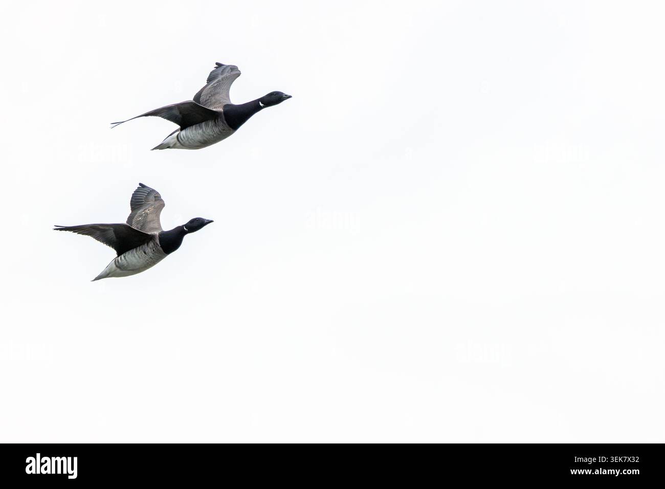 Two pale-bellied Brent Geese (Branta bernicla hrota) flying side by ...