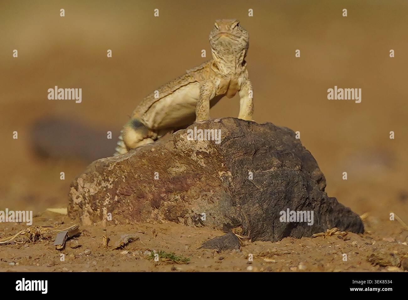 Hardwicke's spiny-tailed lizards are seen on the outskirts of Jaisalmer ...
