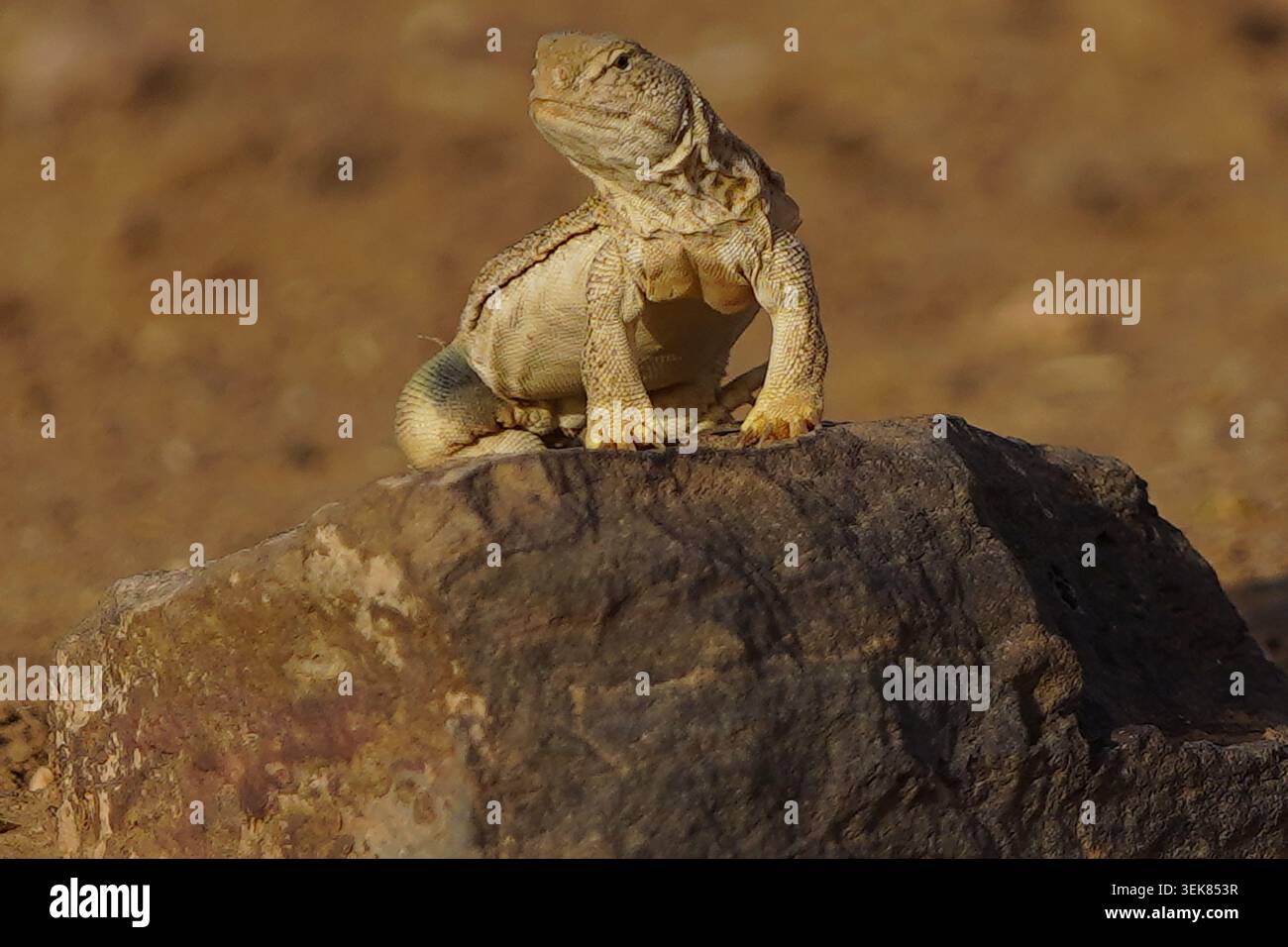 Hardwicke's spiny-tailed lizards are seen on the outskirts of Jaisalmer ...