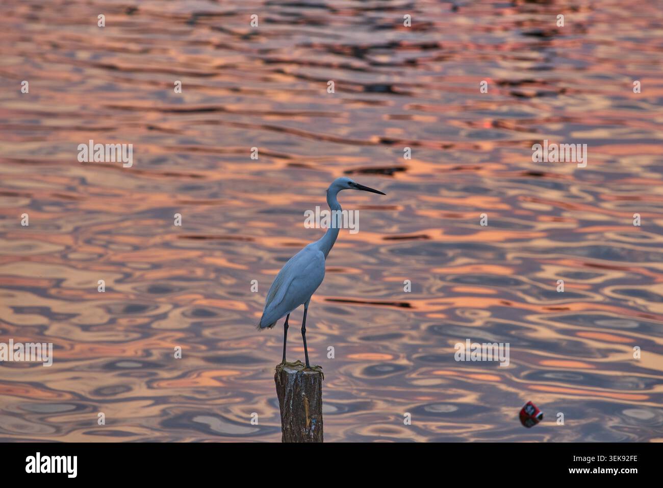 A little egret sits on a pole as the sun sets over Dal Lake in Srinagar ...