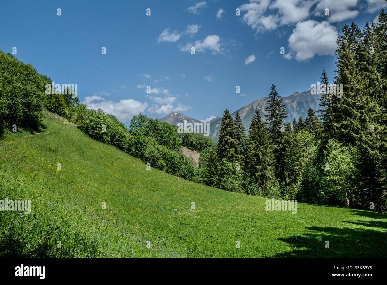 Alpine meadow in the Austrian mountains Bad Hofgastein Schlossalm ...