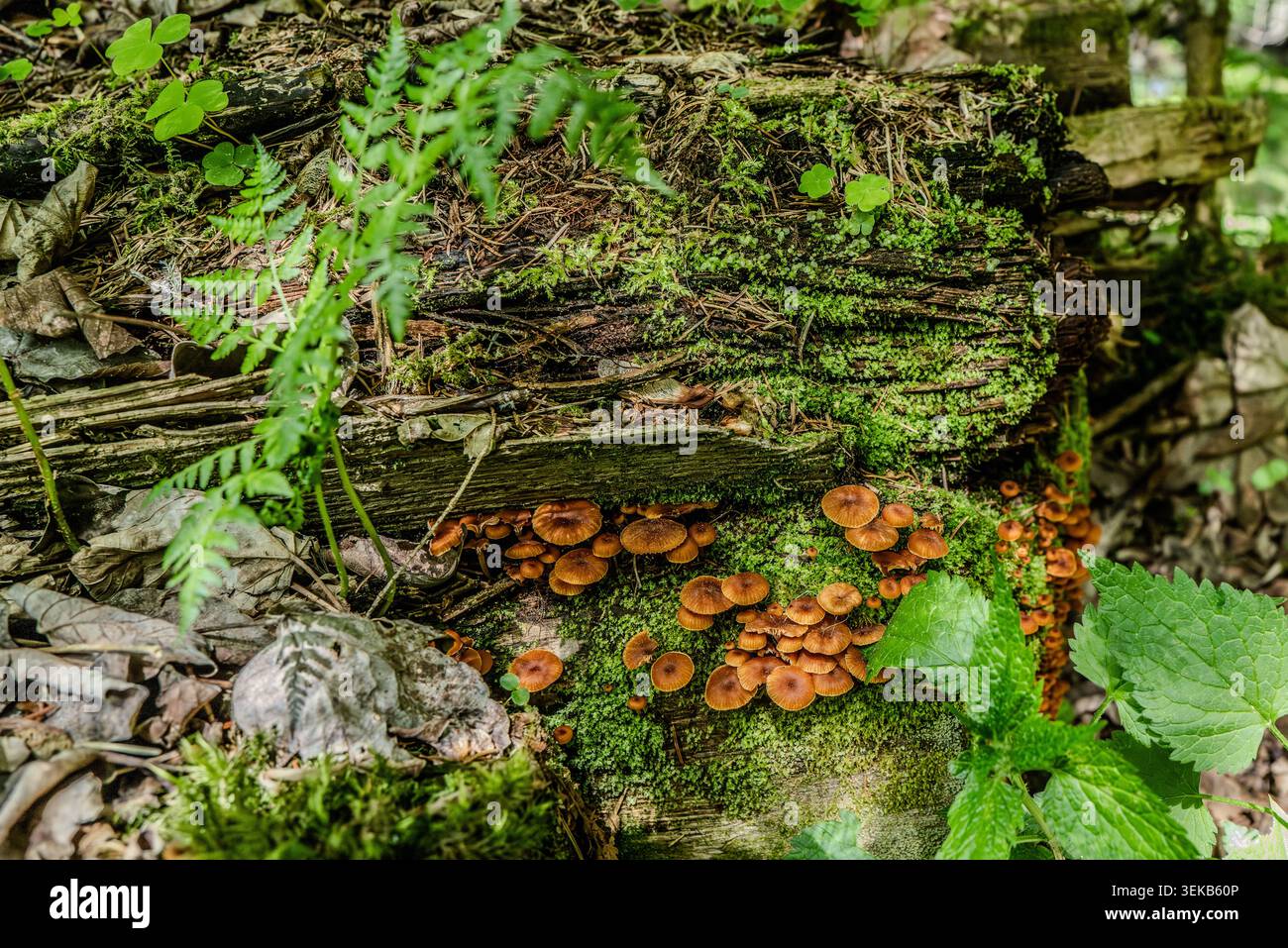 Mushrooms on an old tree trunk Bad Hofgastein Schlossalm Salzburg ...