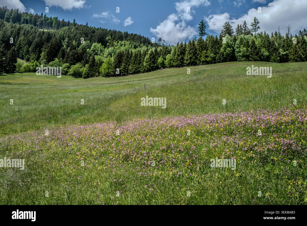 Alpine meadow in the Austrian mountains Bad Hofgastein Schlossalm ...