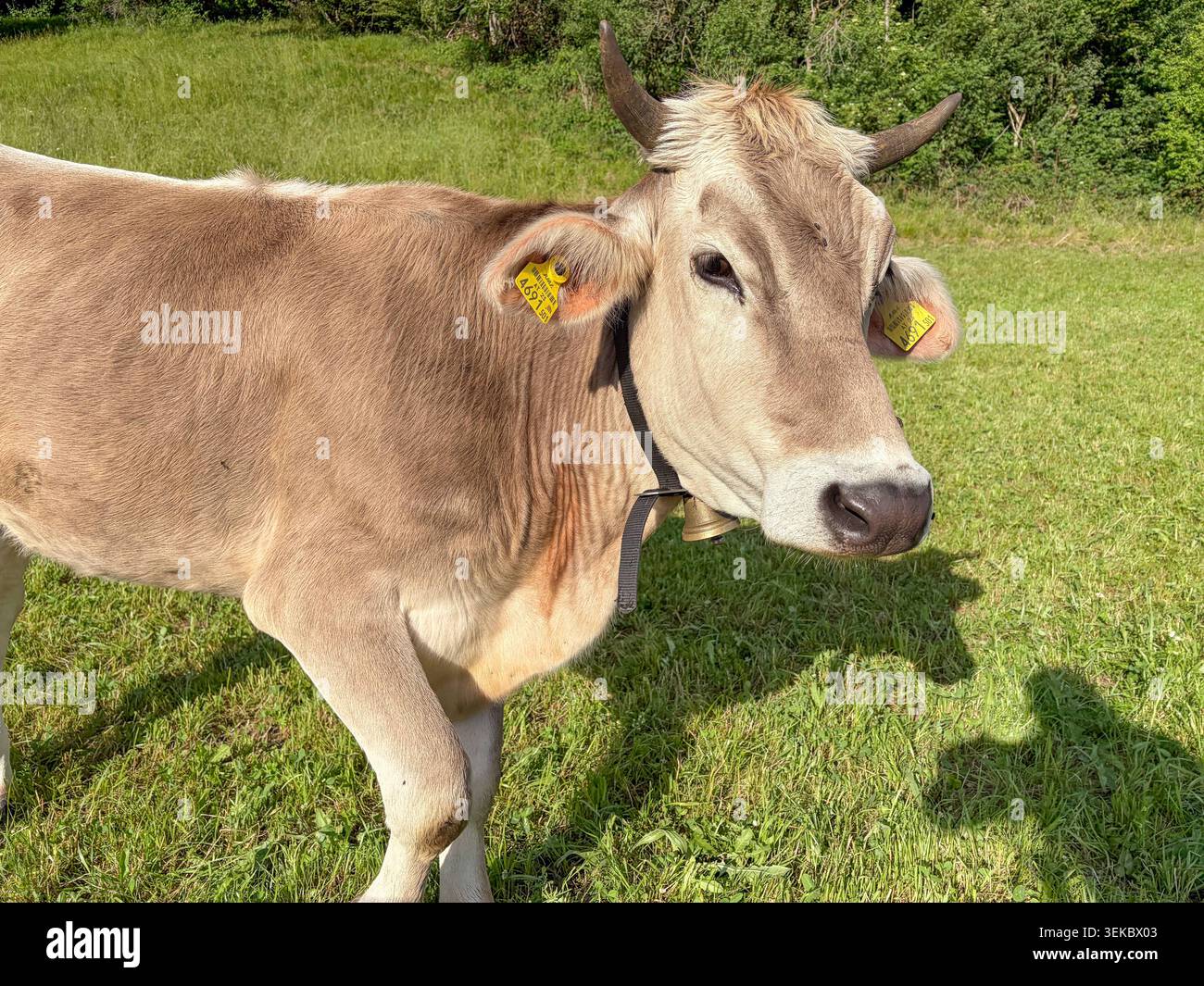 01.06.2026 / Patsch, Tirol, Österreich / Bild: Kühe auf der Weide ...