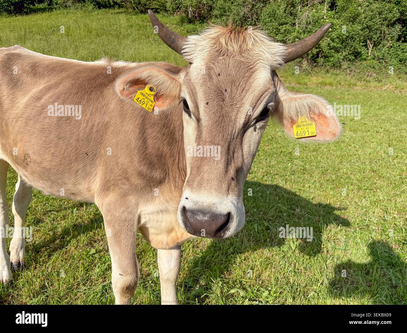 01.06.2026 / Patsch, Tirol, Österreich / Bild: Kühe auf der Weide ...
