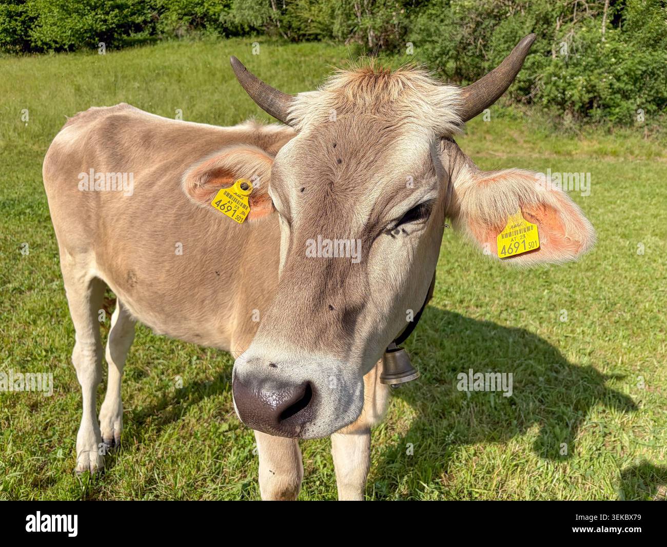 01.06.2026 / Patsch, Tirol, Österreich / Bild: Kühe auf der Weide ...