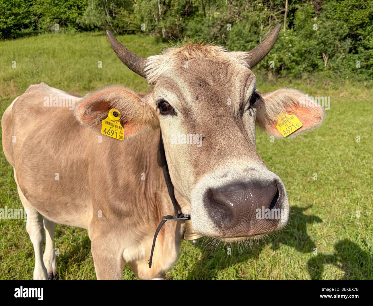 01.06.2026 / Patsch, Tirol, Österreich / Bild: Kühe auf der Weide ...