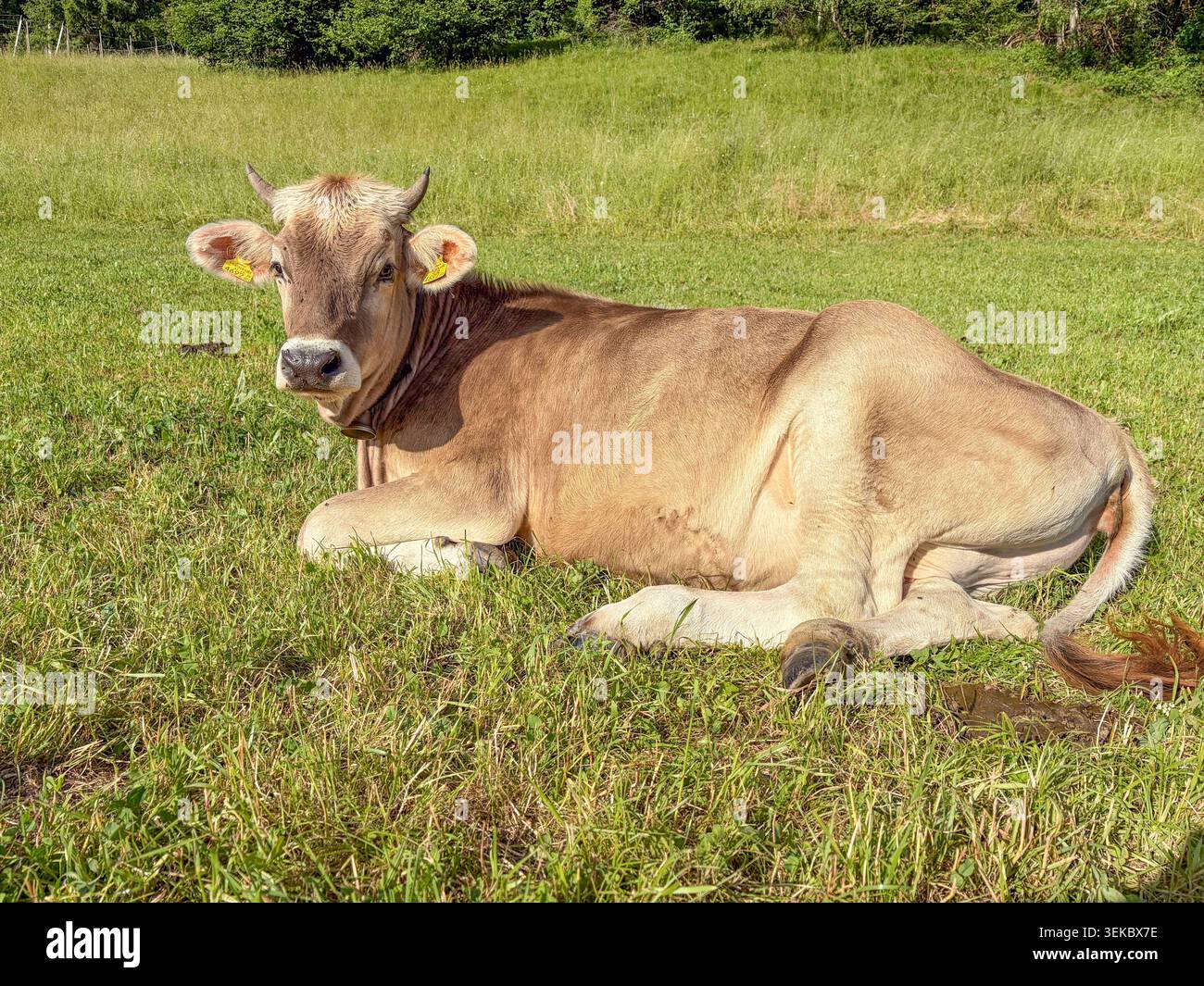 01.06.2026 / Patsch, Tirol, Österreich / Bild: Kühe auf der Weide ...