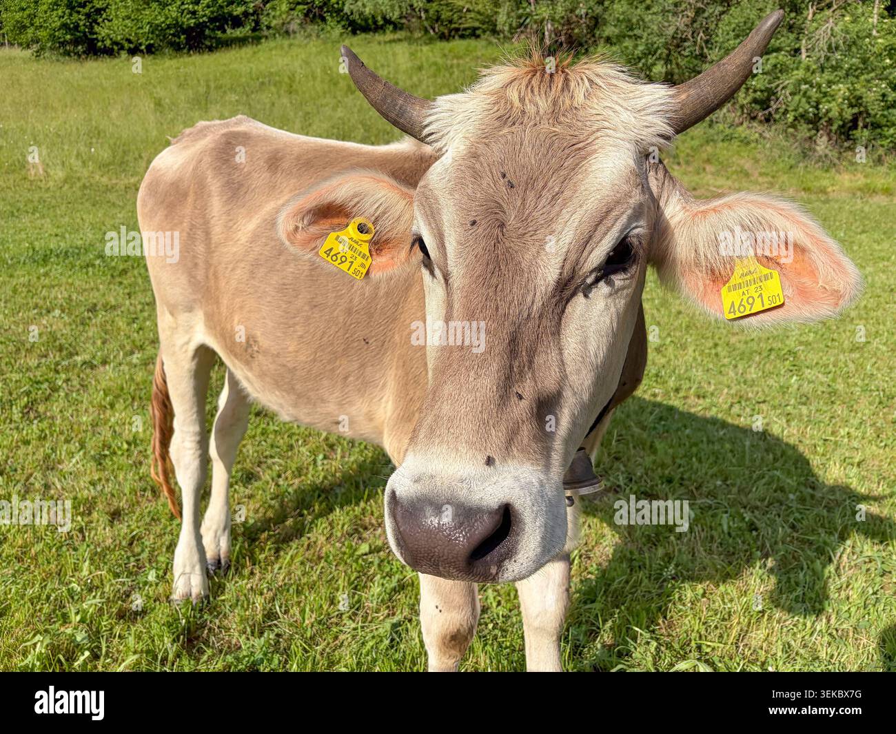 01.06.2026 / Patsch, Tirol, Österreich / Bild: Kühe auf der Weide ...