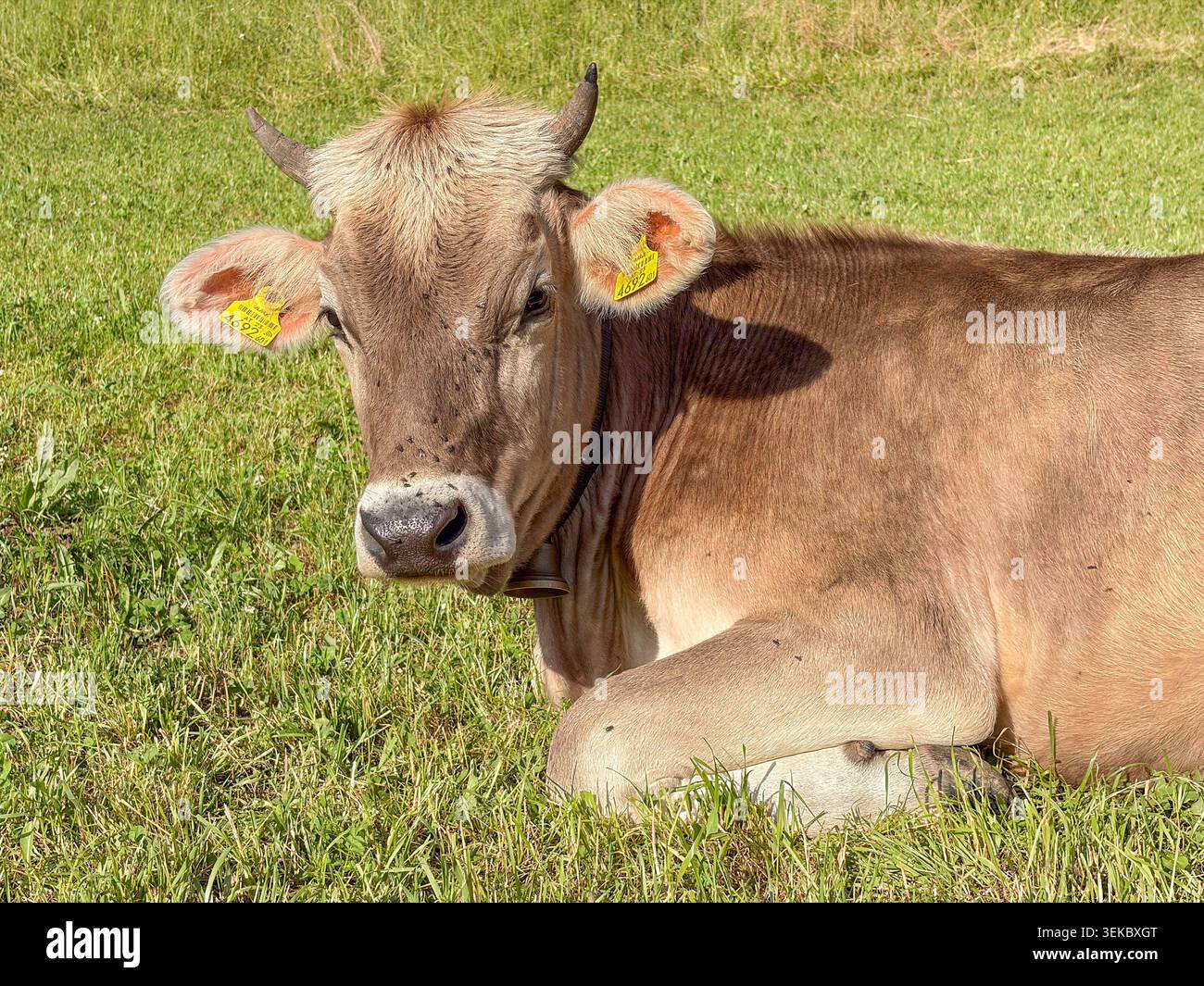 01.06.2026 / Patsch, Tirol, Österreich / Bild: Kühe auf der Weide ...