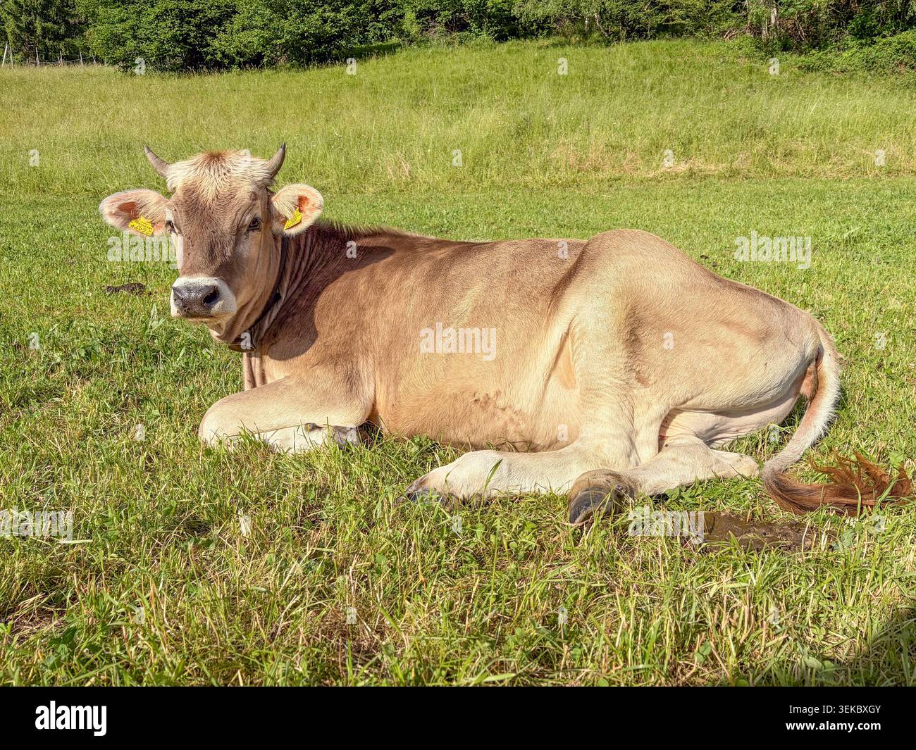 01.06.2026 / Patsch, Tirol, Österreich / Bild: Kühe auf der Weide ...