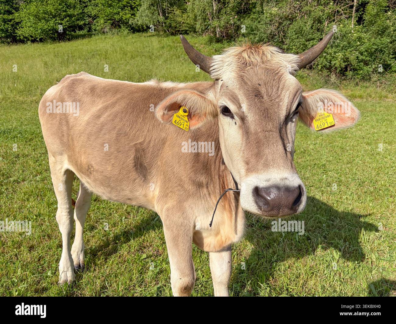 01.06.2026 / Patsch, Tirol, Österreich / Bild: Kühe auf der Weide ...