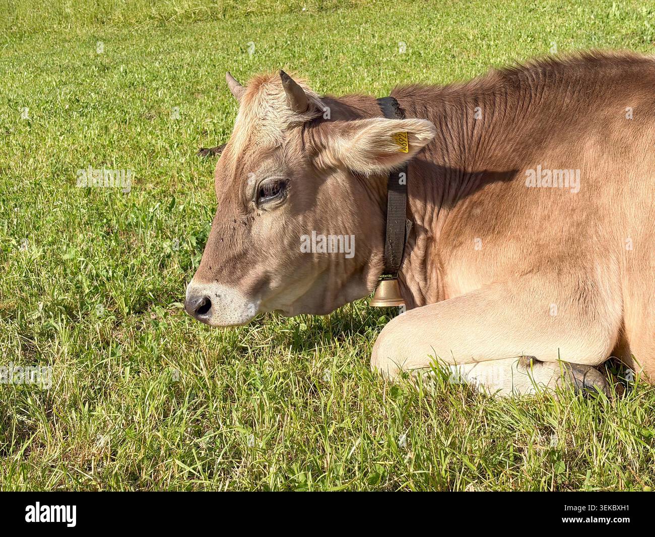 01.06.2026 / Patsch, Tirol, Österreich / Bild: Kühe auf der Weide ...