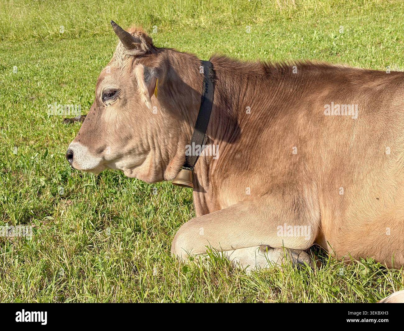 01.06.2026 / Patsch, Tirol, Österreich / Bild: Kühe auf der Weide ...