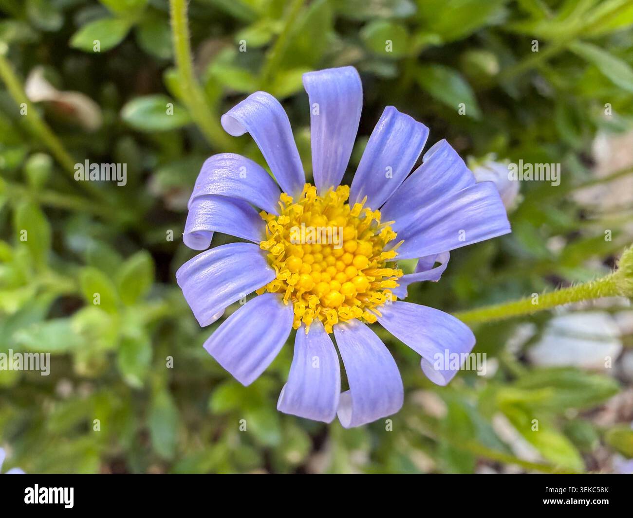 01.06.2026 / Igls, Innsbruck, Tirol, Österreich / Bild: Blaue Kapaster ...