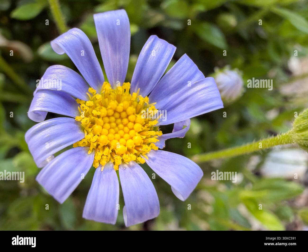 01.06.2026 / Igls, Innsbruck, Tirol, Österreich / Bild: Blaue Kapaster ...