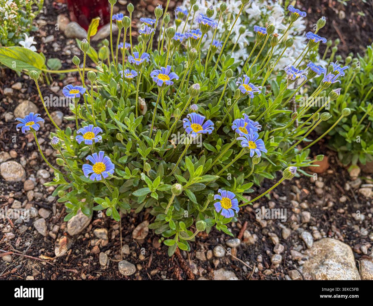 01.06.2026 / Igls, Innsbruck, Tirol, Österreich / Bild: Blaue Kapaster ...