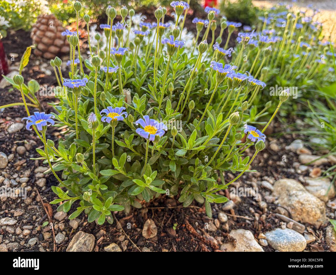 01.06.2026 / Igls, Innsbruck, Tirol, Österreich / Bild: Blaue Kapaster ...