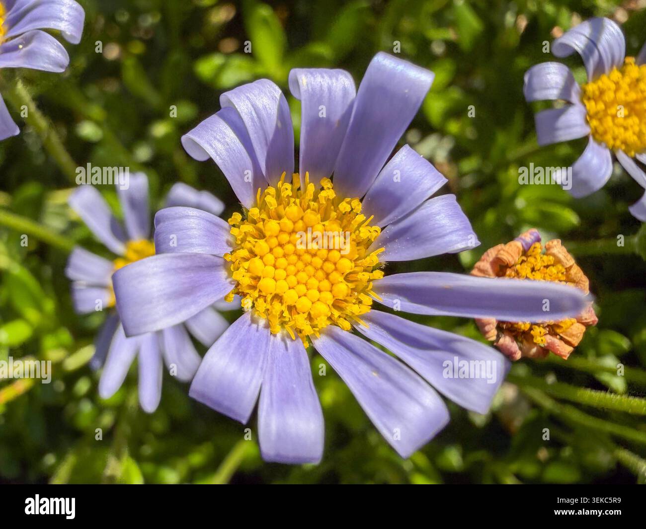 01.06.2026 / Igls, Innsbruck, Tirol, Österreich / Bild: Blaue Kapaster ...