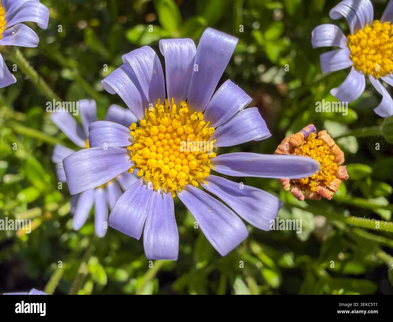 01.06.2026 / Igls, Innsbruck, Tirol, Österreich / Bild: Blaue Kapaster ...