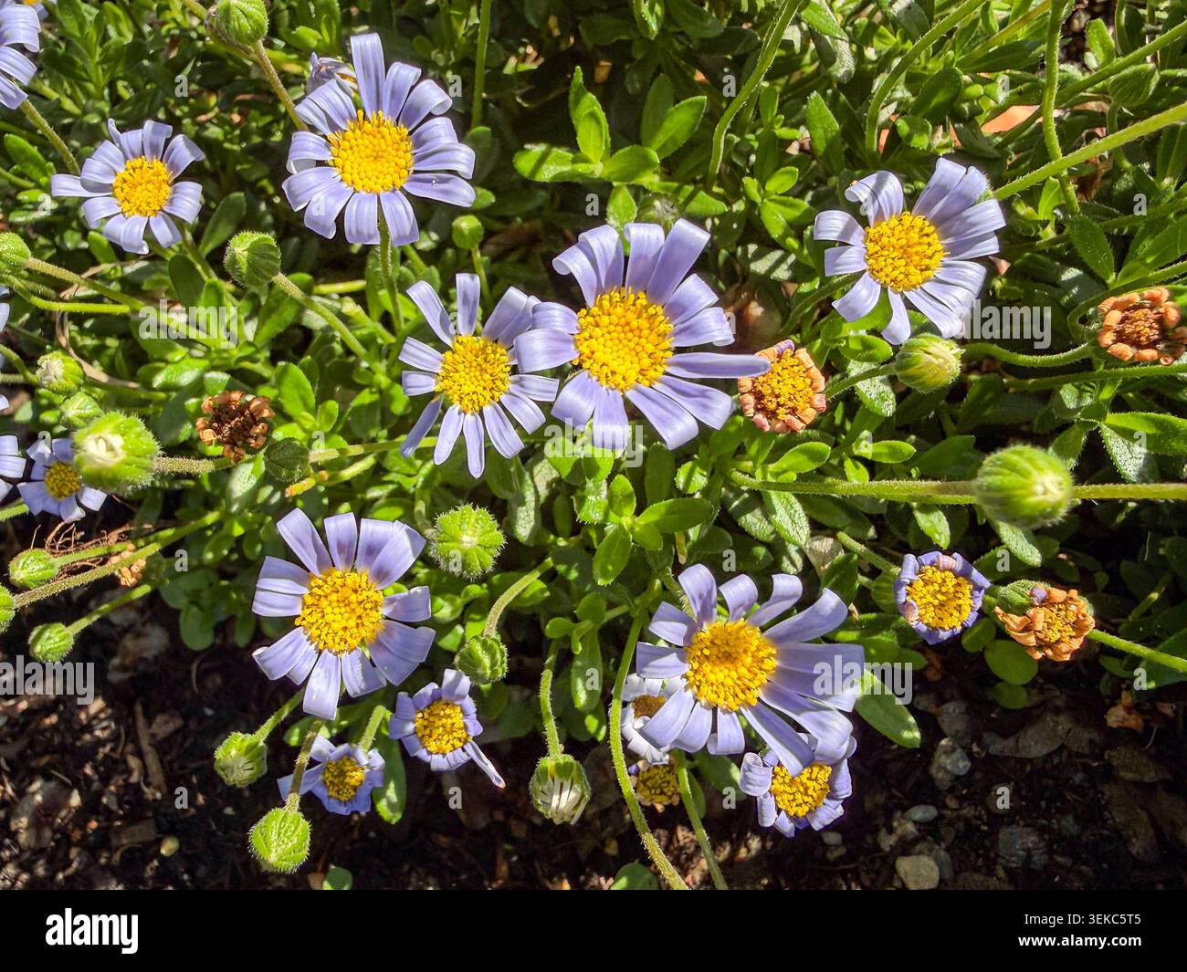 01.06.2026 / Igls, Innsbruck, Tirol, Österreich / Bild: Blaue Kapaster ...