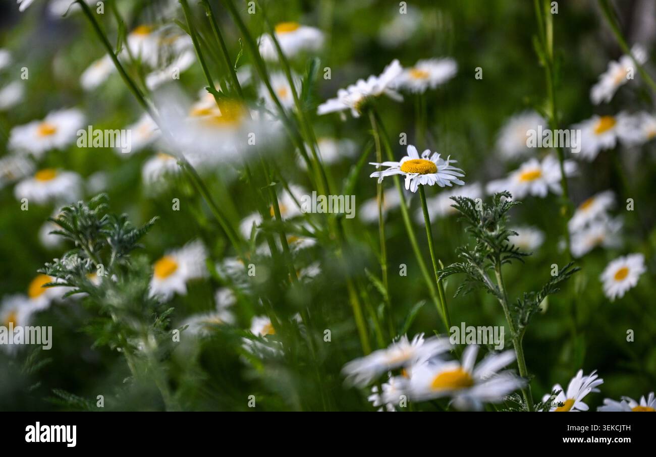 01 June 2026, Berlin: Summer flowers bloom at the silent green ...