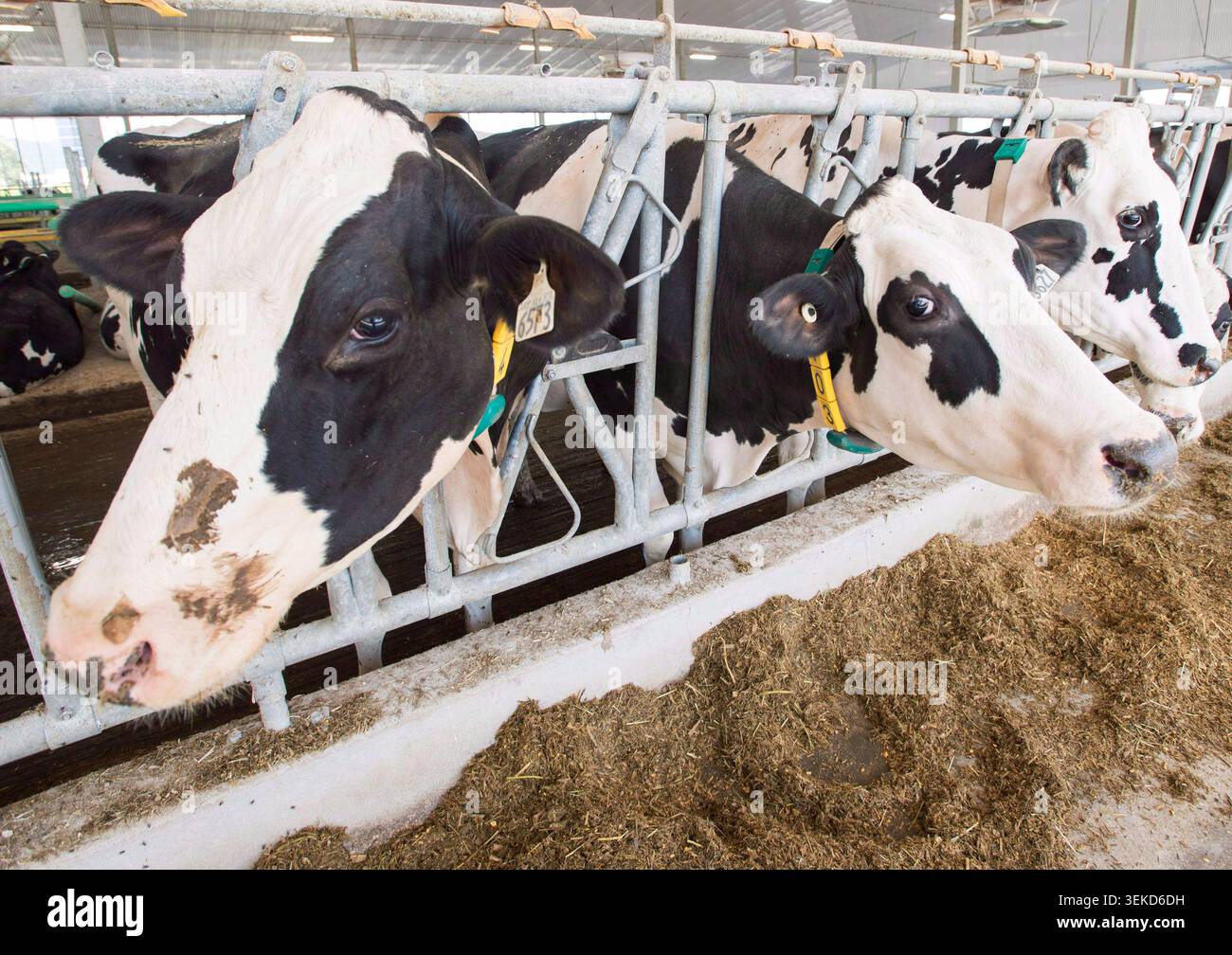 Dairy cows are seen at a farm Friday, Aug. 31, 2018 in Sainte-Marie ...