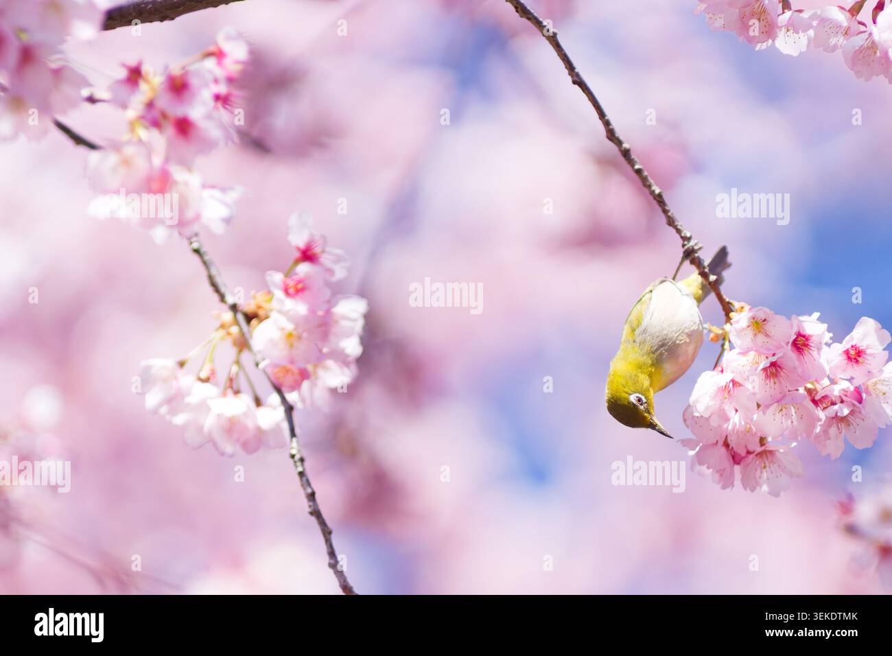 Japanese white-eye hanging beneath blooming cherry blossoms against a ...
