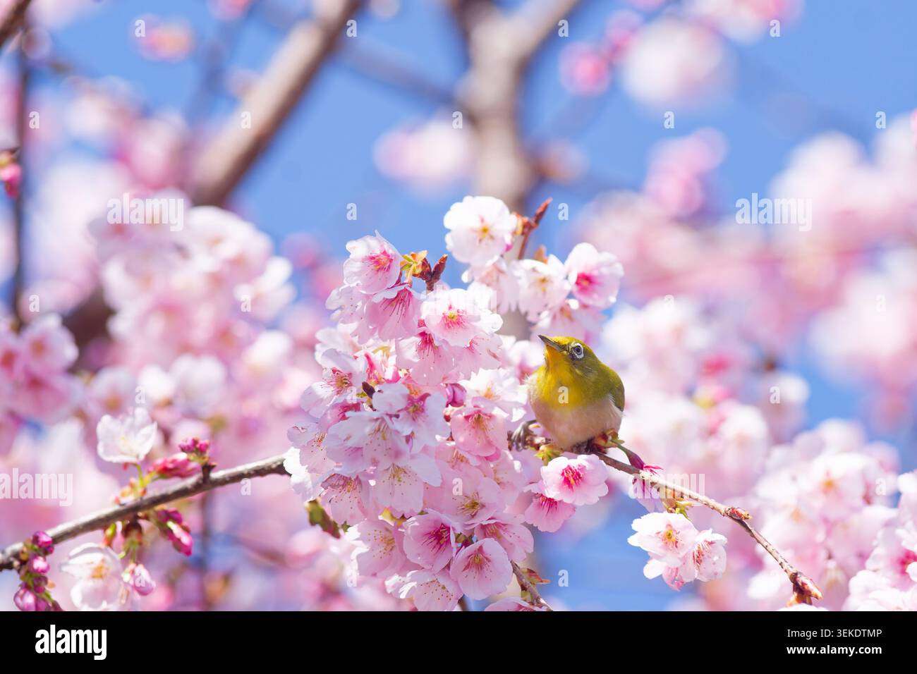 Japanese white-eye among vibrant Kawazu cherry blossoms beneath a clear ...