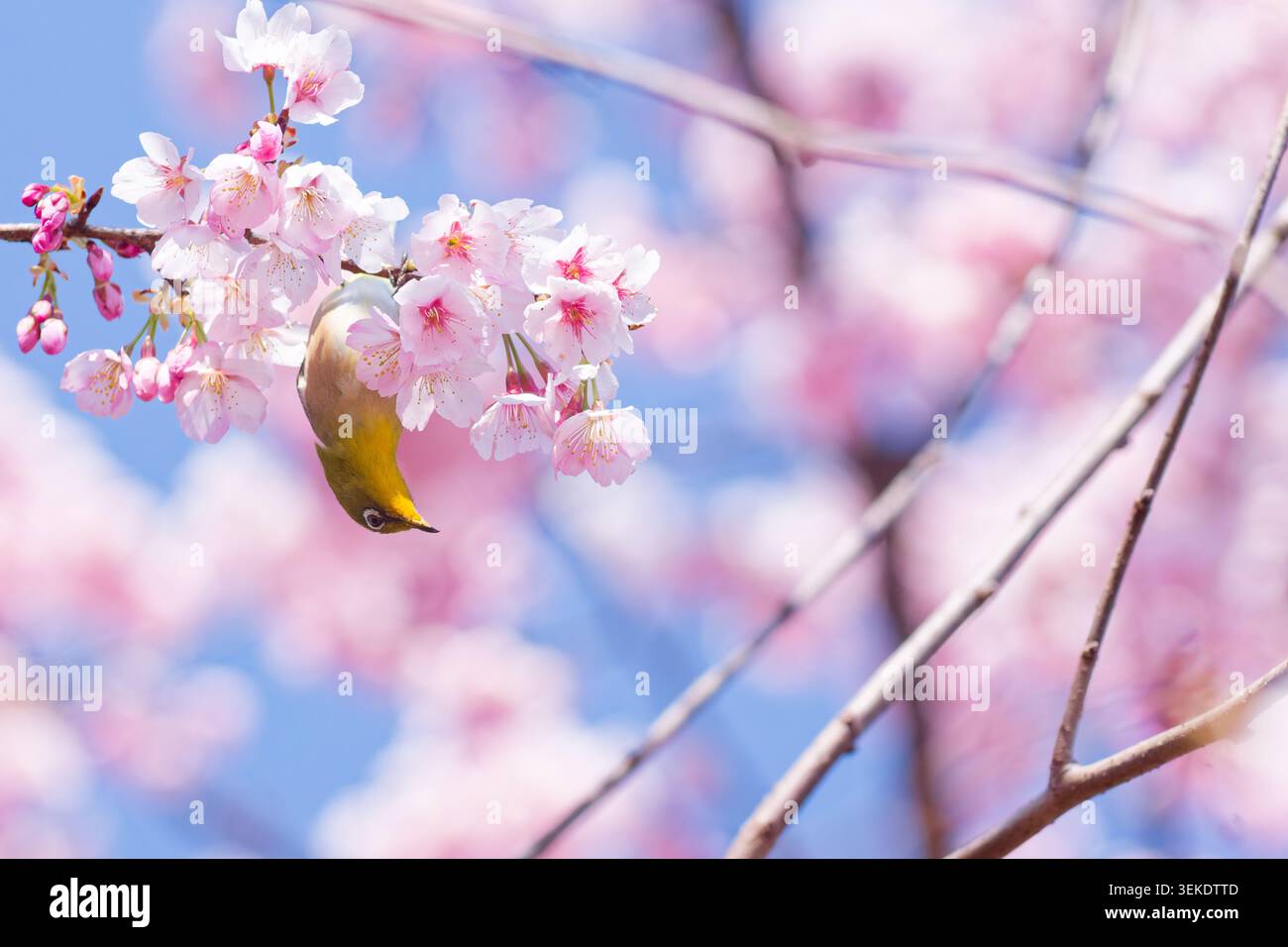 Japanese white-eye feeding from Kawazu cherry blossoms in bright spring ...