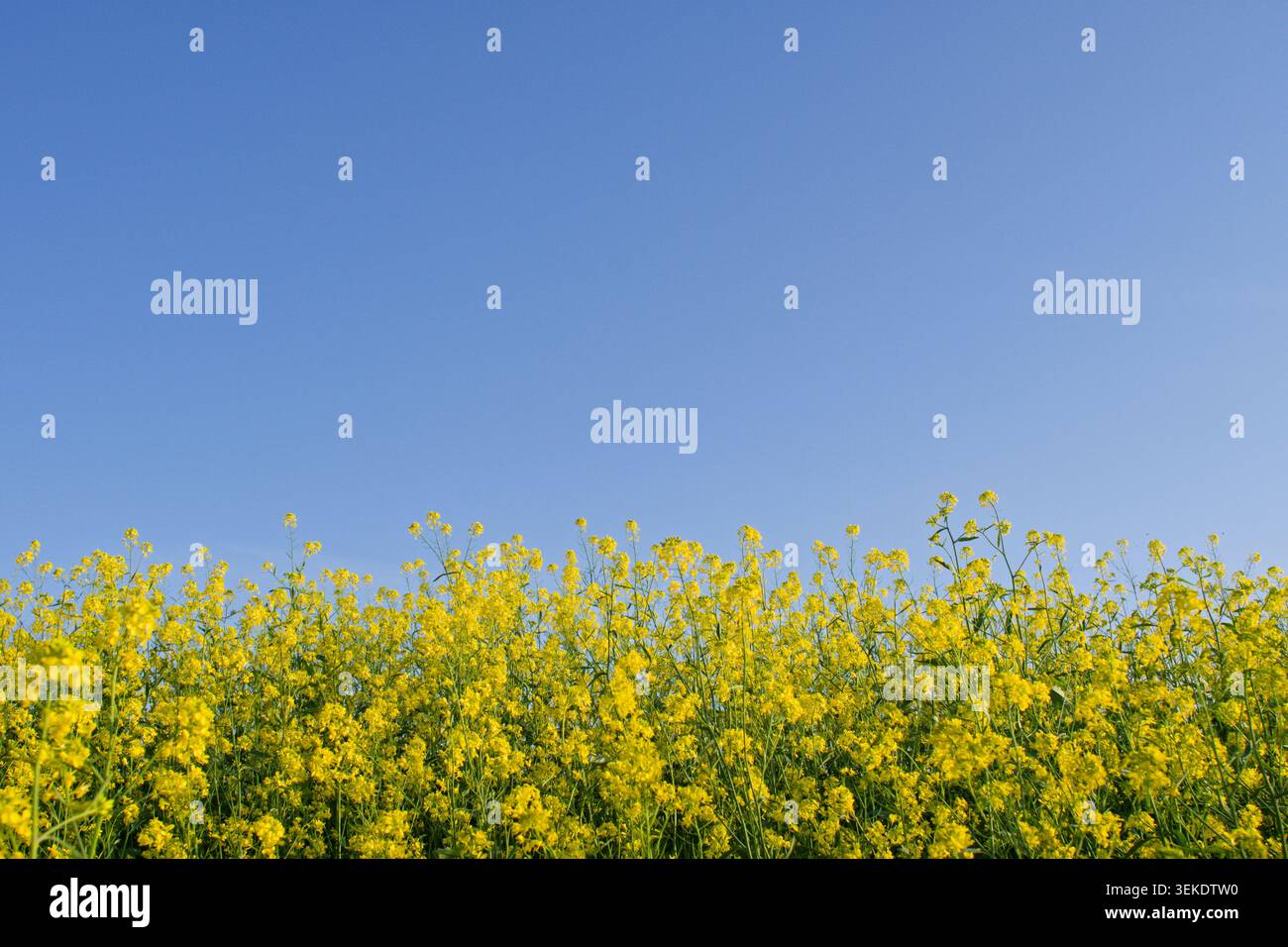Bright yellow rapeseed flowers beneath a clear blue sky with generous ...