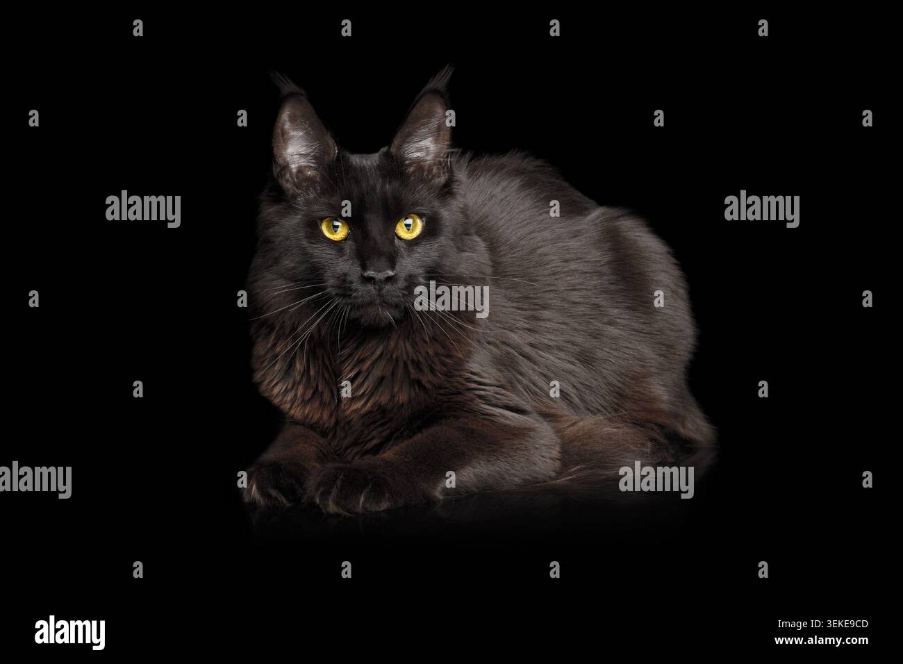 Huge Maine Coon Cat with shine fur Lying on Isolated Black Background ...