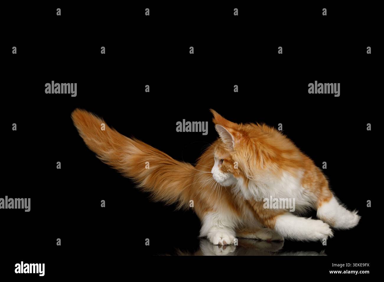 Playful Ginger Maine Coon Cat, Turn and Running back, Isolated Black ...