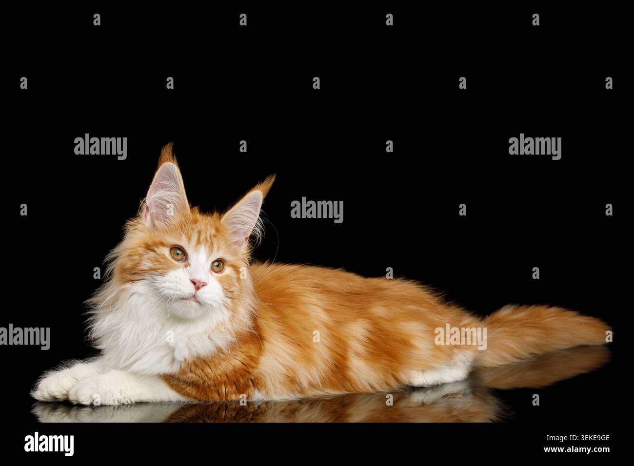 Ginger Maine Coon Cat, Cute Lying, Isolated Black Background, side view ...